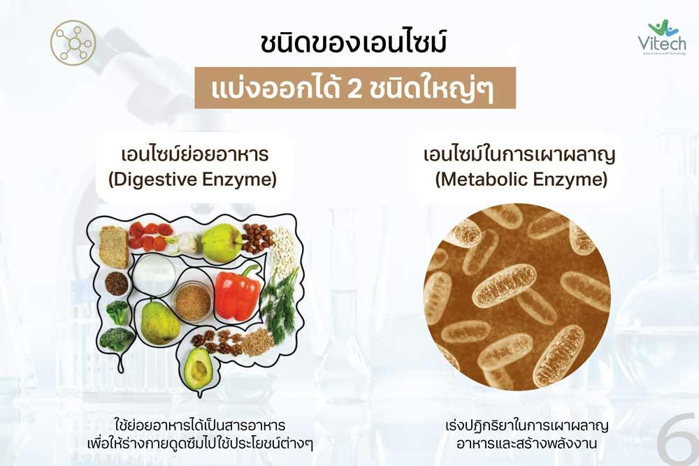 เอนไซม์ คือ ชีวิต (Zymetix-N) - วิเทค นูทริชั่น